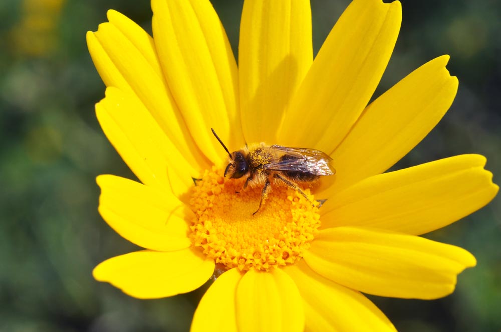 Maltese Nature: Bees - 20,000 known species worldwide